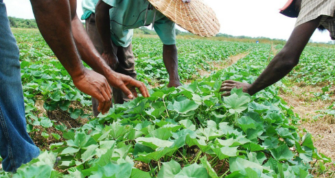 Agriculture - Jamaica Business Gateway